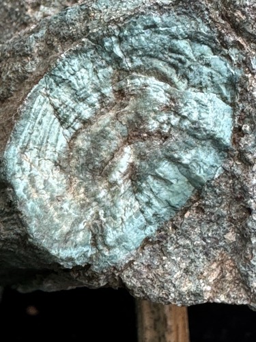 Hampton Butte Green Mineral Limb Cast- Fossil In Native Matrix | eBay