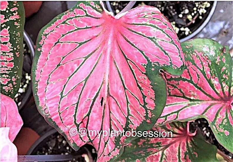 Caladium 'Pink Symphony' Jumbo Bulbs (2.5–3.5") – Easy to Grow – In ...