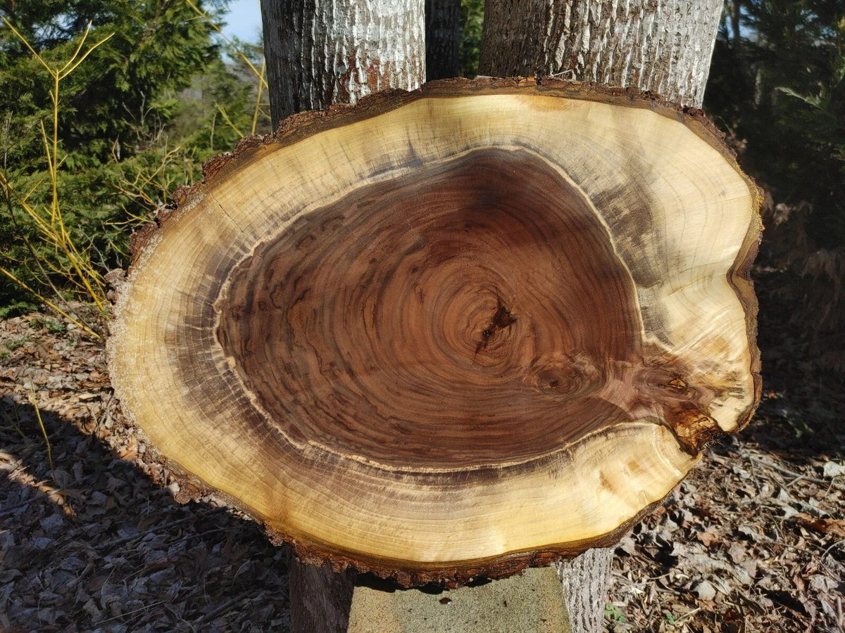 Walnut Tree Rings