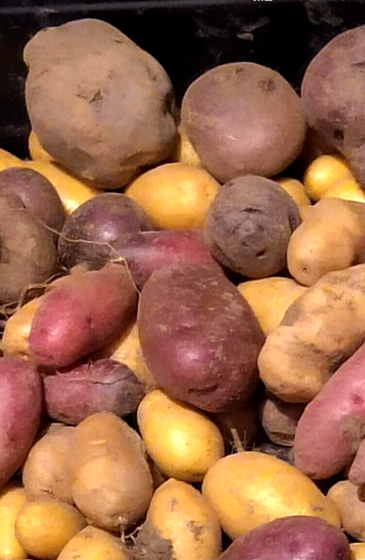 Potato Seed 2 Lb Mix Purple Red Yukon Gold Russet Organic Potatoes Pre ...