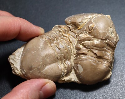 Double Homotelus Trilobite plate from the Ordovician Bromide Formation ...