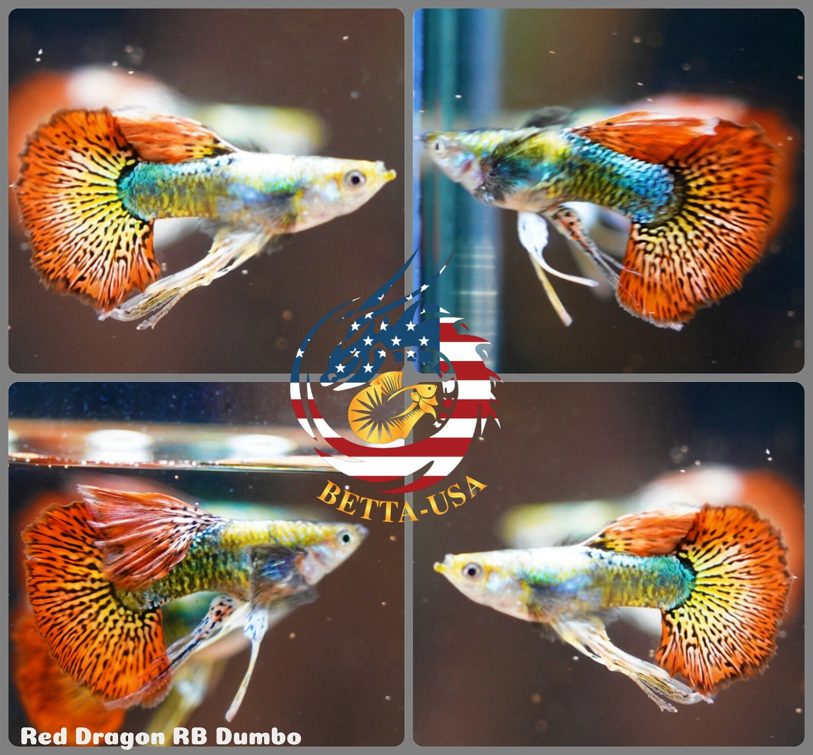 1 TRIO - Live Aquarium Guppy Fish High Quality - Dumbo Red Dragon ...