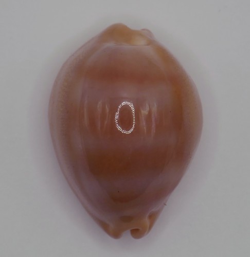 ULTRA RARE! Cypraea (Lyncina) schilderorum aliceae 31.1mm Hawaii 1980 ...