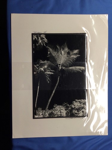 JOHN WALTHER - MIAMI HERALD PHOTOGRAPHER - PALM TREE SIGNED FRAME ...