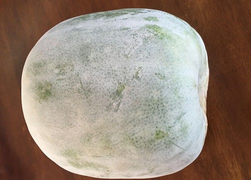 20+ Wax Gourd Seeds White Ash Gourd Winter Melon Dong Gua (Alu) Puhul ...