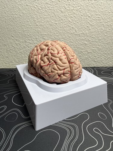 Vintage Anatomical Brain Anatomy Cut Away Model Soft Plastic Teaching ...