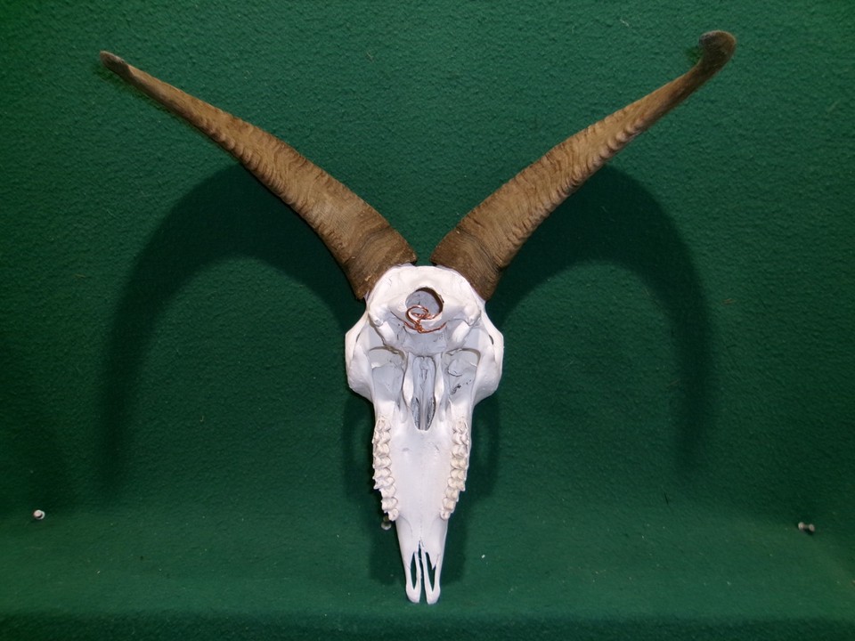 Central TEXAS AOUDAD RAM Horns Skull Euro Mount Sheep Taxidermy Man ...