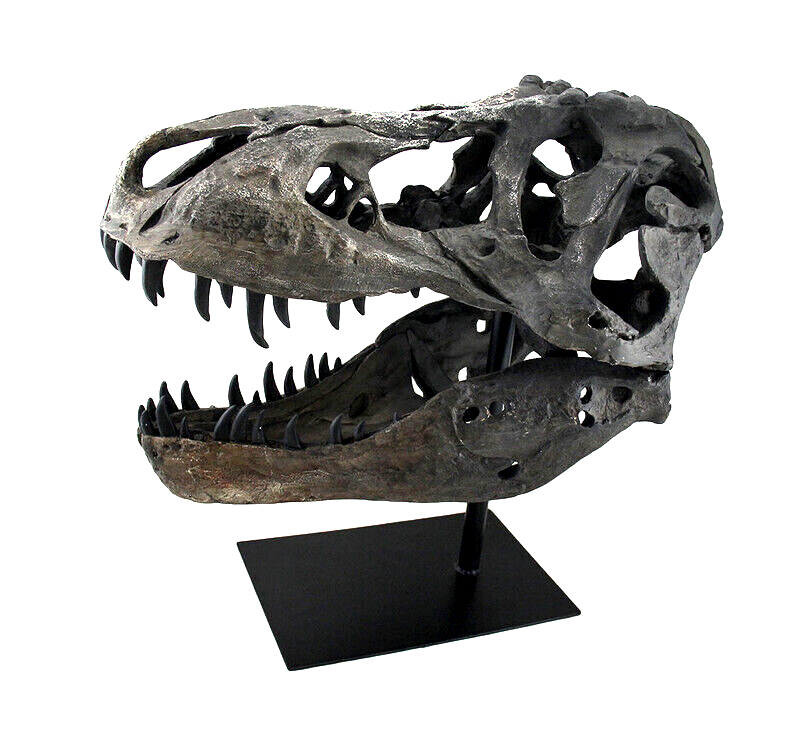 Tête De Squelette De T Rex