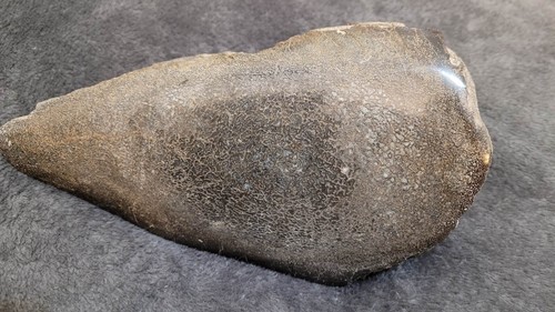 HUGE Dinosaur fossil gembone from Utah agate gem bone agatized 8.3 lbs ...