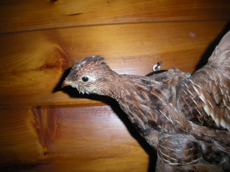 Vintage FLYING RUFFED GROUSE Taxidermy Wall Mount | eBay