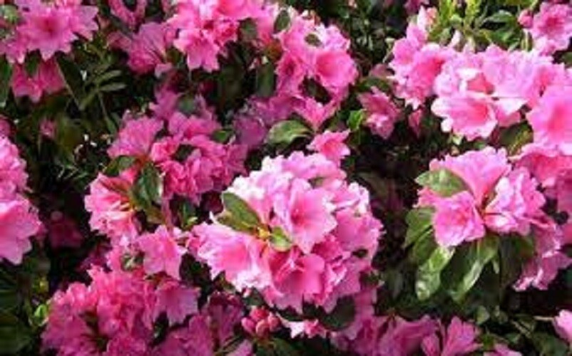 Pink Ruffle Azalea - Live Plant - Full Gallon Pot | eBay