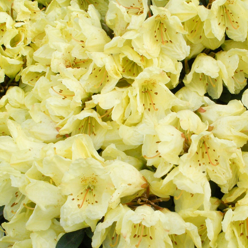 Rhododendron 'Wren' Evergreen Hardy Compact Garden Shrub Plant | 9cm ...