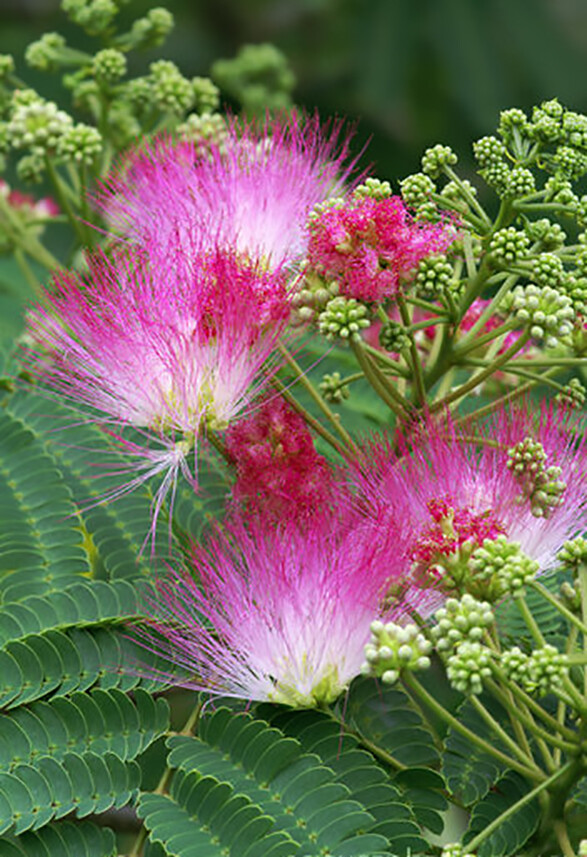 Mimosa Silk Tree, Albizia julibrissin, Seeds (Fast, Hardy, Fragrant) | eBay