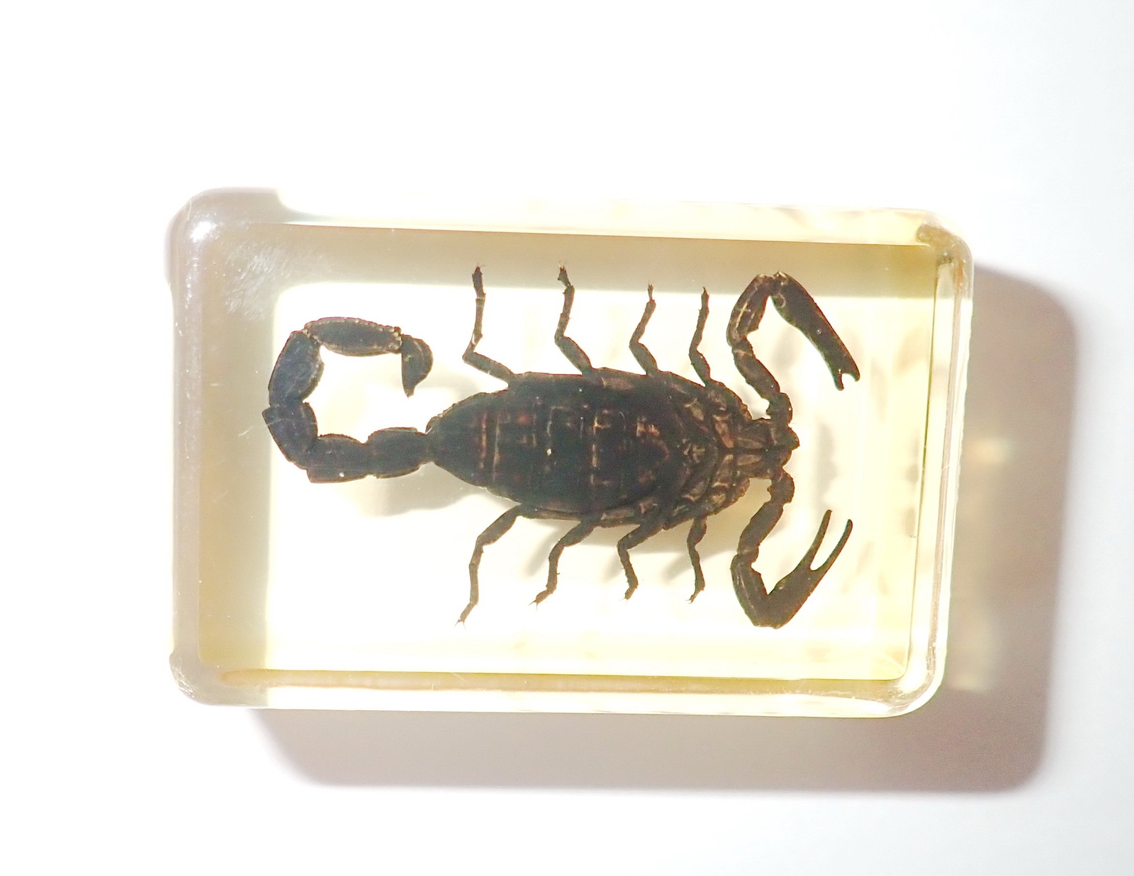 Clear Scorpion