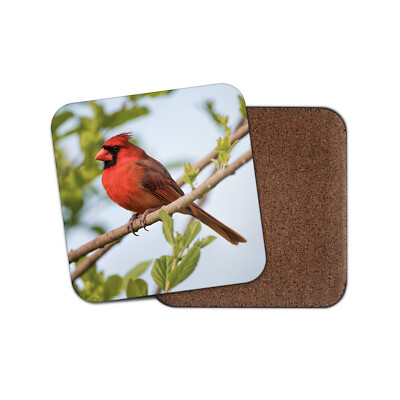 Male Northern Cardinal Coaster - Red Bird America Canada Nature Cool ...