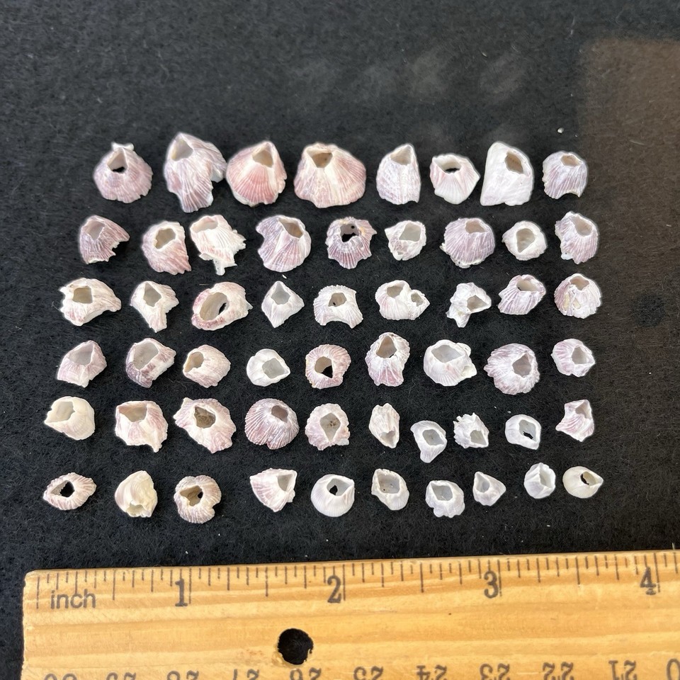 55 Purple Pink Single Barnacles Crafts Seashells Barnacle Sea Shells ...