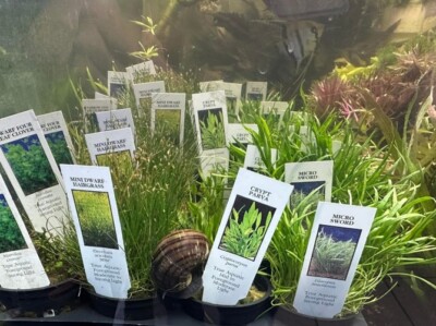 Aquarium Plant Bundle (3 Plants) Assorted Stem Read Description Below ...