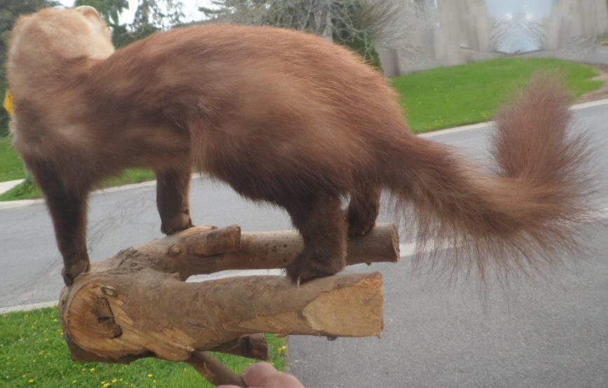 BIG MONGOOSE (COBRA SNAKE KILLER) MOUNTED ON TREE BRANCH. WALL HANGING ...