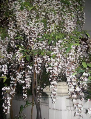 Clerodendrum Wallichii Bridal indoor plant rare Cuttings with white ...