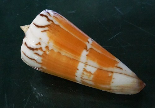 Conus Generalis 66.8 mm F+++/GEM " UNUSUAL YELLOW-ORANGE COLOR PATTERN ...