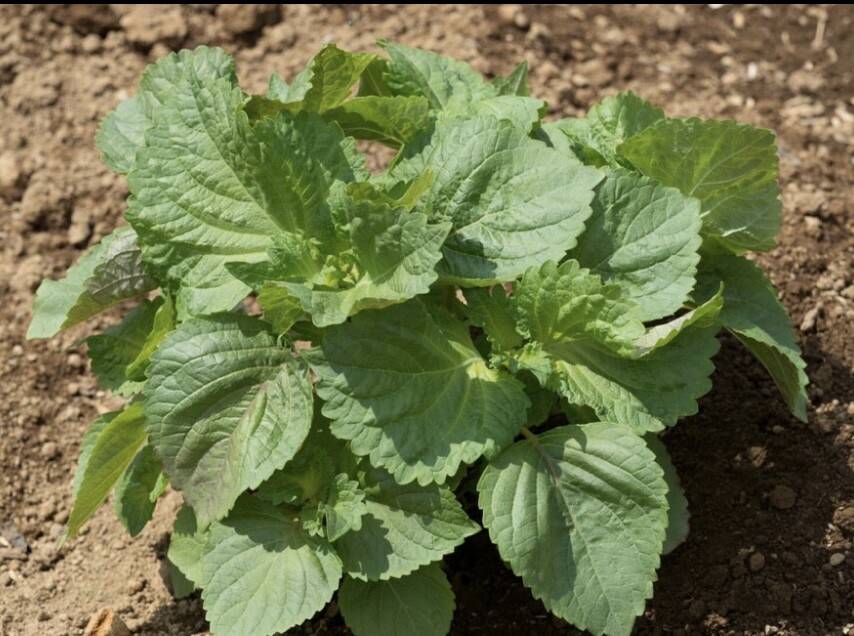 KOREAN SHISO HERD SEEDS (PERILLA), RAU MÈ HÀN QUỐC, 들깨 깻잎, 紫蘇 シソ | eBay