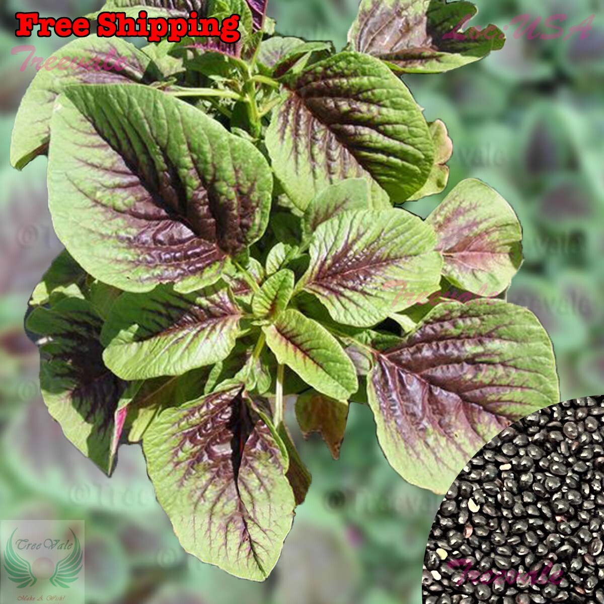 Red Amaranth Stripe Leaf Seeds | Edible Amaranth, Chinese Spinach,Yin ...