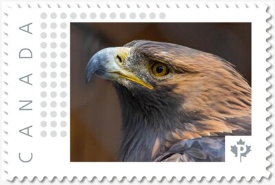 EAGLE = FALCON = BIRD OF PREY = Picture Postage Canada 2019 [p19-04-s16 ...