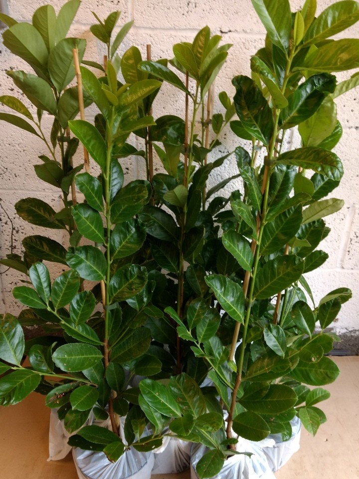 5X CHERRY LAUREL HEDGING PLANTS EVERGREEN TREES SHRUBS HARDY 2LT POTS 3 ...