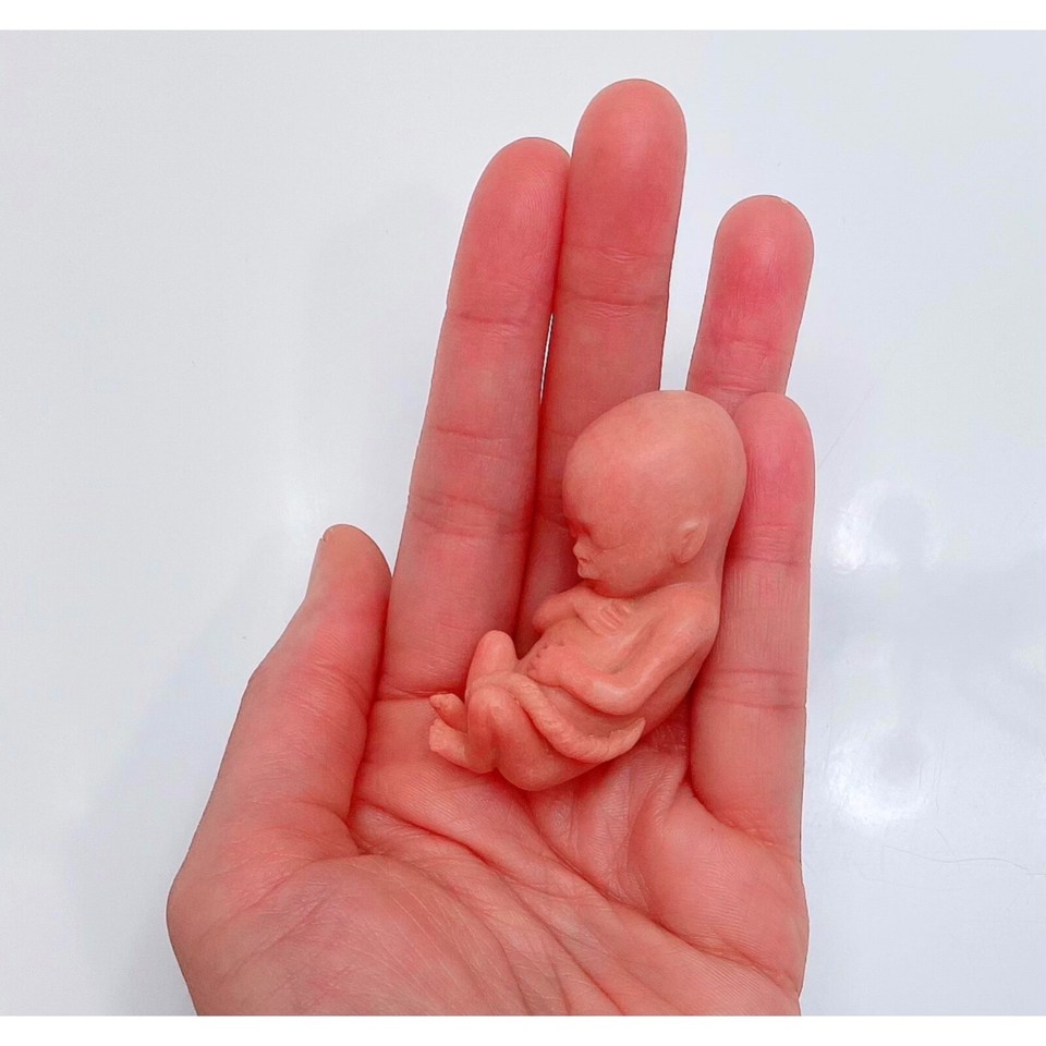 13 Weeks Baby Fetus, Stage of Fetal Development (Memorial/Miscarriage ...