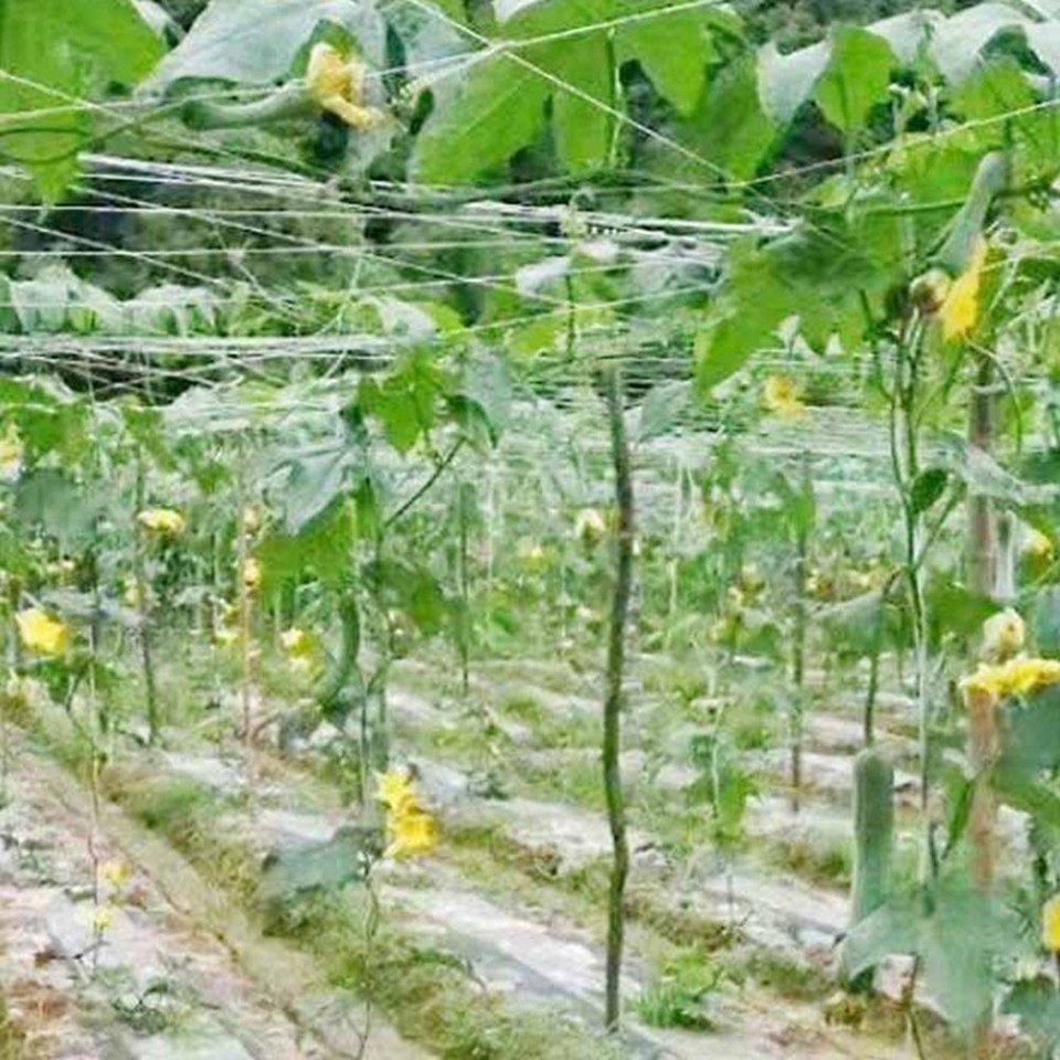 Netting Support Net Support For Pea Trellis Bean Climbing High Quality ...