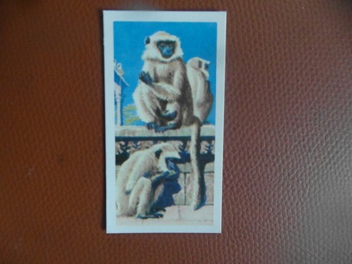Brooke Bond "Asian Wildlife" 1962 original tea-card, No.5 Hanuman ...