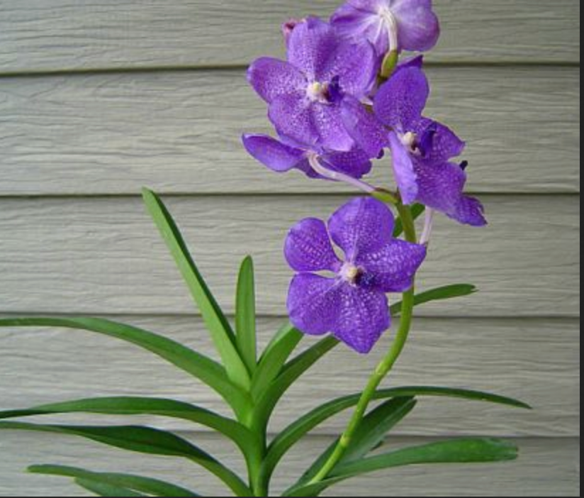 Vanda Manuvadee blue orchid plant | eBay
