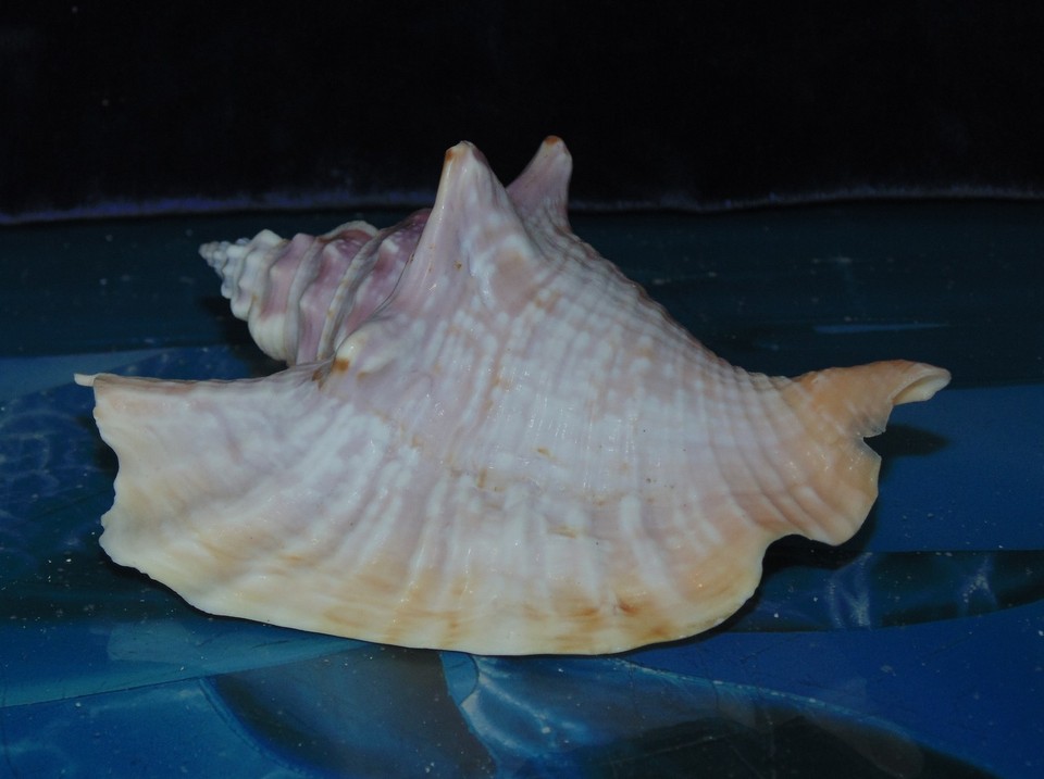 4" to 5-1/2" ROOSTER CONCH, STROMBUS GALLUS SEA SHELL, BEACH DECOR ...