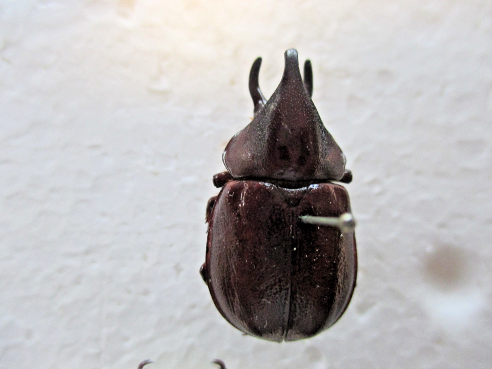 Entomologie Aegopsis curcicornis Trio Colombie Ex : Le Moult | eBay