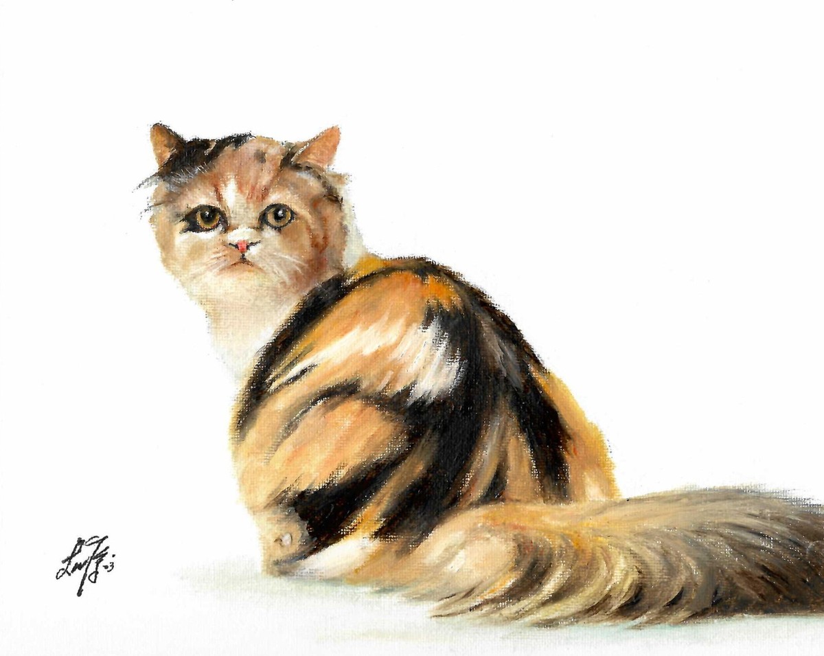 Persian Tortoiseshell Cat