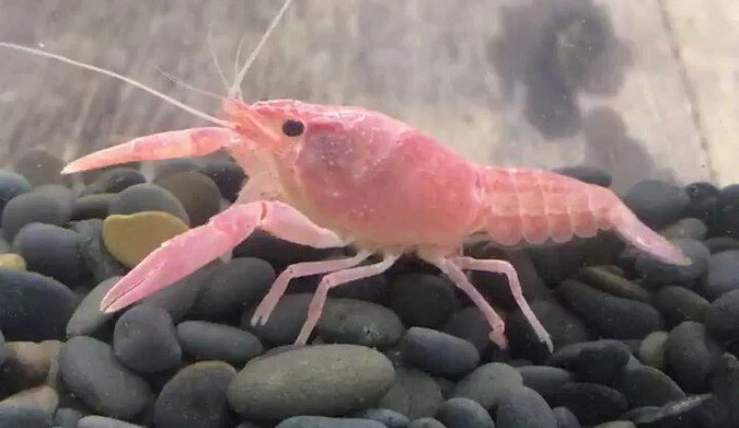 Pink Crayfish