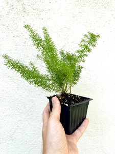 Zomo Garden | eBay Stores