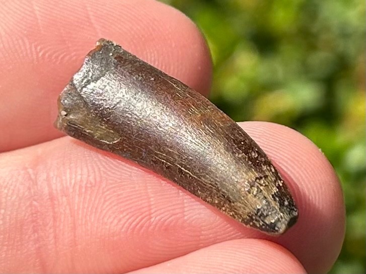 NICE Timurlengia Dinosaur Tooth Fossil Uzebekistan Tyrannosaur ...