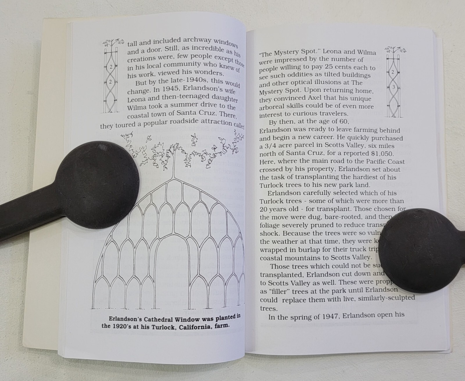 HOW TO GROW A CHAIR: THE ART OF TREE TRUNK TOPIARY- Richard Reames-VG ...