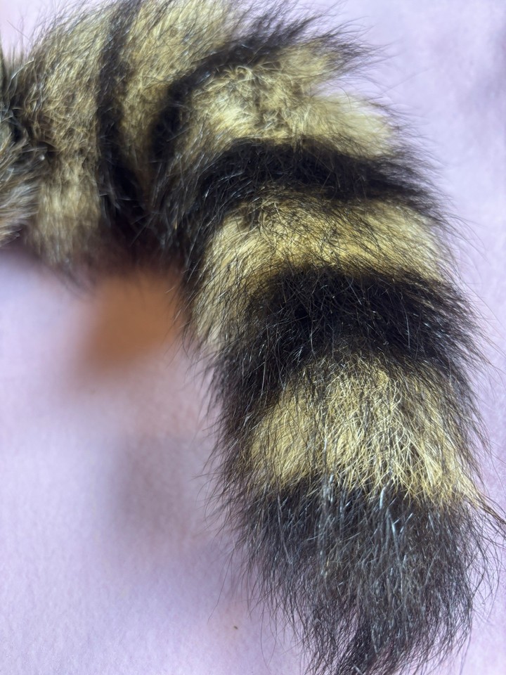 Davey Crockett Coonskin Cap Real Fur Tail Raccoon Brown Coon Daniel ...