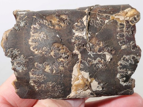 Fossil Pierre Shale Baculite Ammonite 7.4 oz rough lot G | eBay