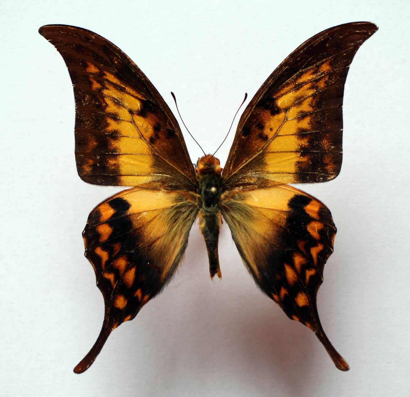 MEANDRUSA PAYENI PAYENI - unmounted butterfly | eBay