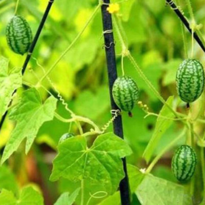 Rare Mini Watermelon Seeds Cucamelon Non GMO Fruit Plant Garden seeds ...