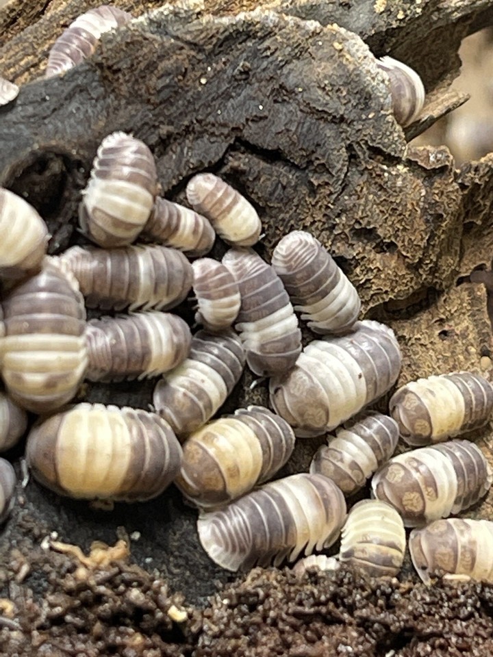 20+ Cubaris Sp. Panda King Isopods~RARE Roly Poly~Pill Bug~Bioactive ...