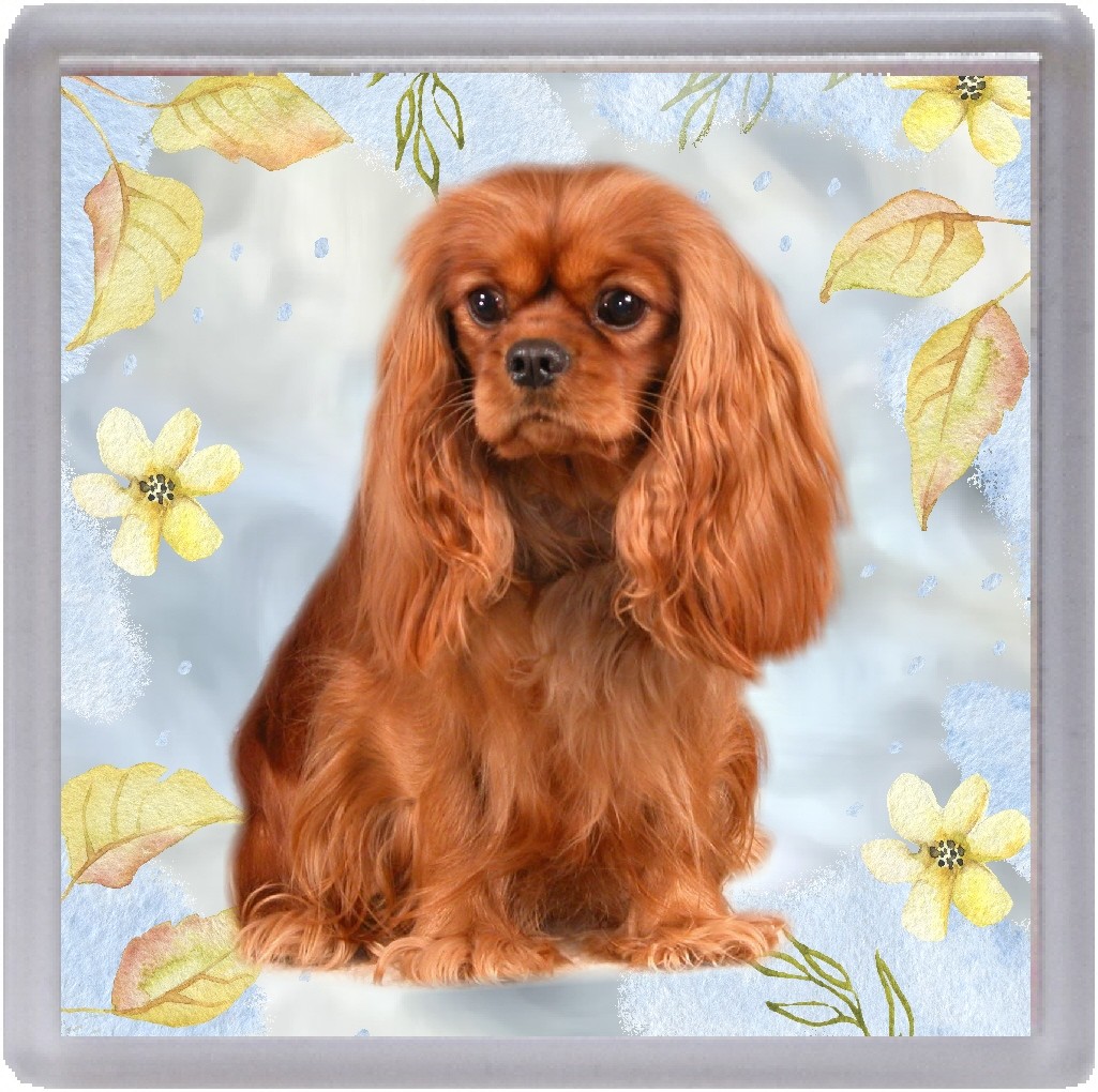 King Charles Spaniel Ruby Puppy