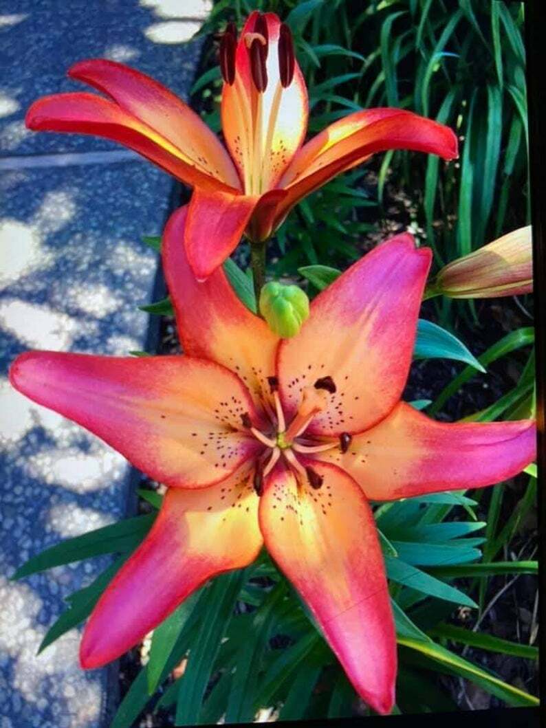 ROYAL SUNSET LILY FLOWER BULBS HARDY PERENNIAL PLANTS GROW 42" TALL ...