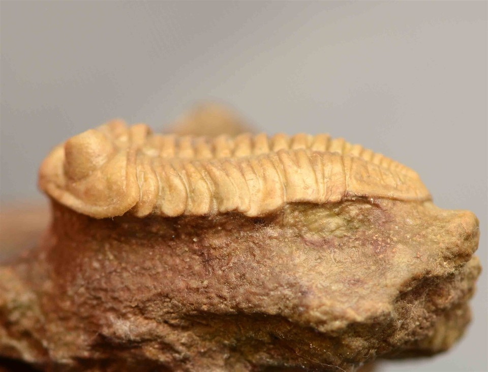 ESTONIOPS PANDERI Trilobite Russian RARE FACET EYES FINE QUALITY | eBay