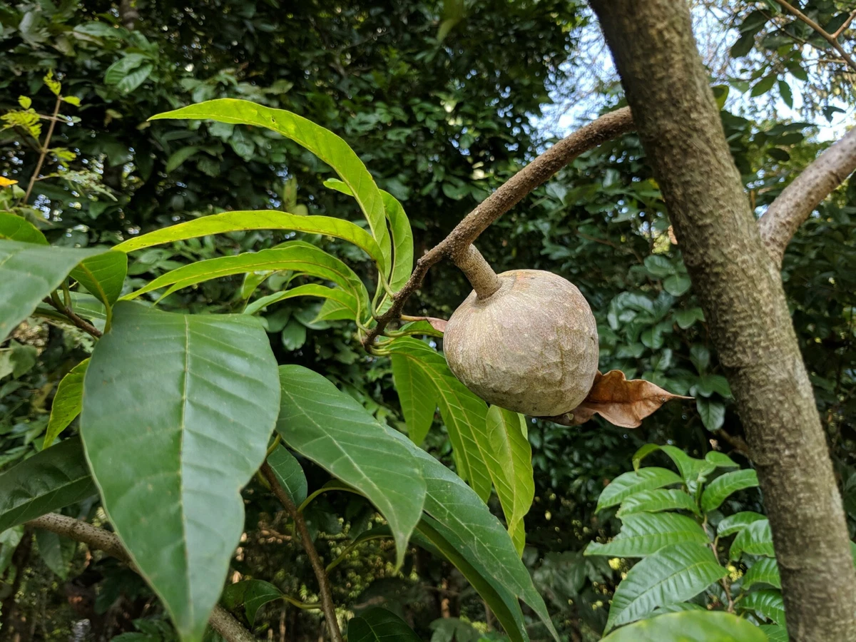 Annona Reticulata