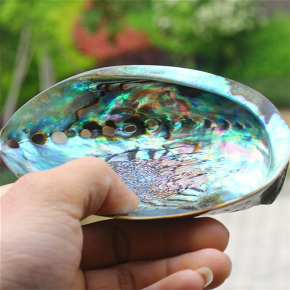1x Natural Blue Abalone Shell Seashell Aquarium Fish Tank Nautical ...