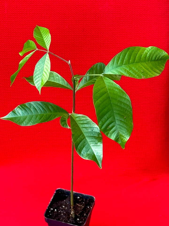 Ackee Blighia Sapida Akee Acki Fruit Tree Starter Potted Plant | eBay